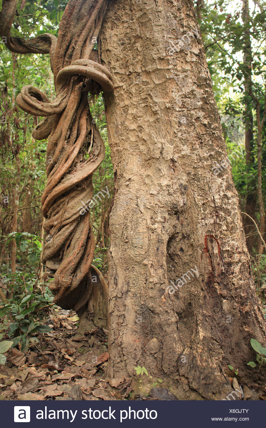 Forest Liana High Resolution Stock Photography and Images - Alamy