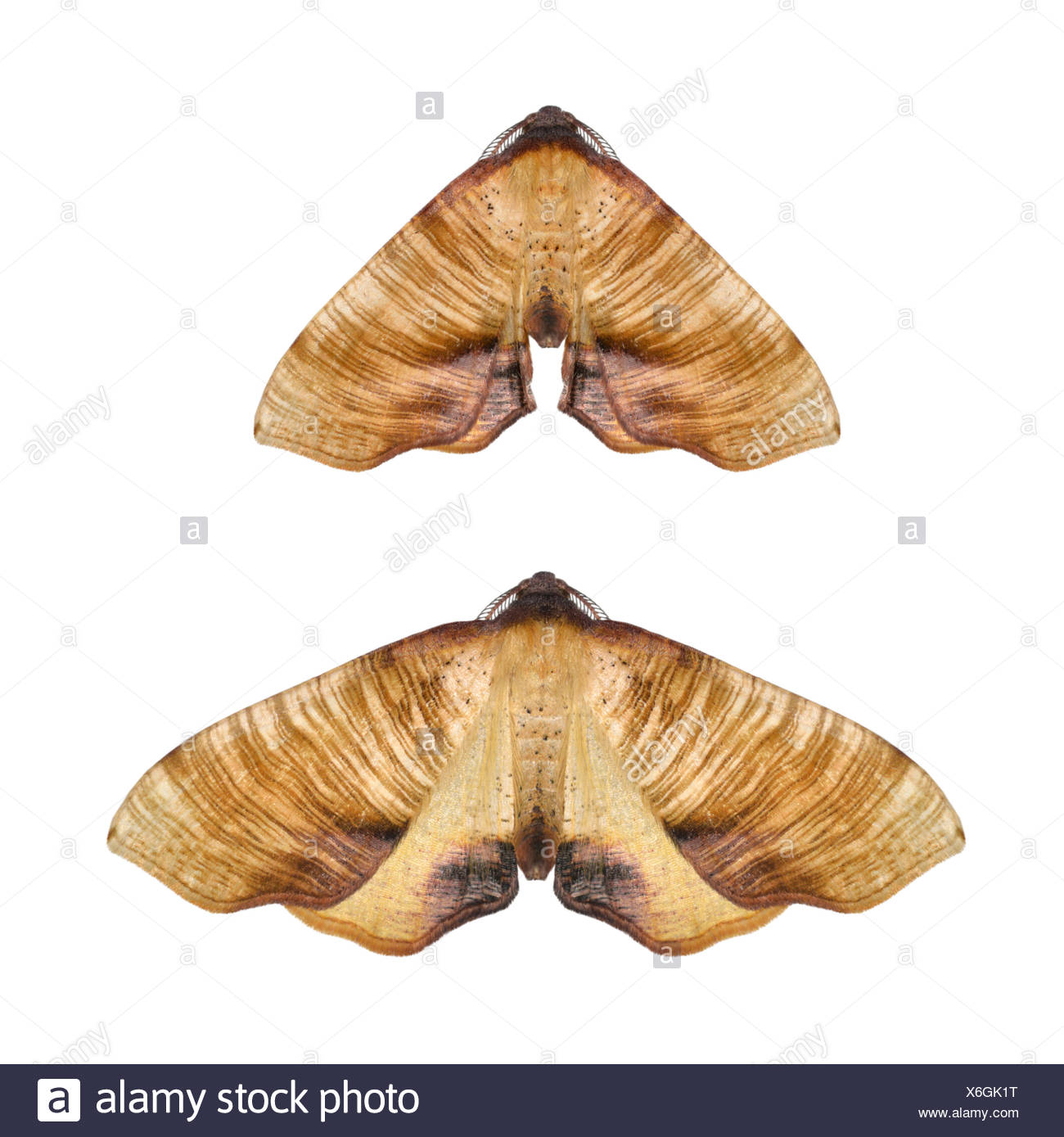 Scorched Wing Plagodis Dolabraria High Resolution Stock Photography and ...