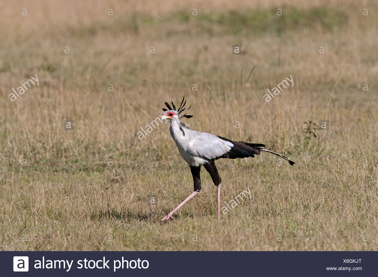 Secretary Bird Hunting High Resolution Stock Photography and Images - Alamy