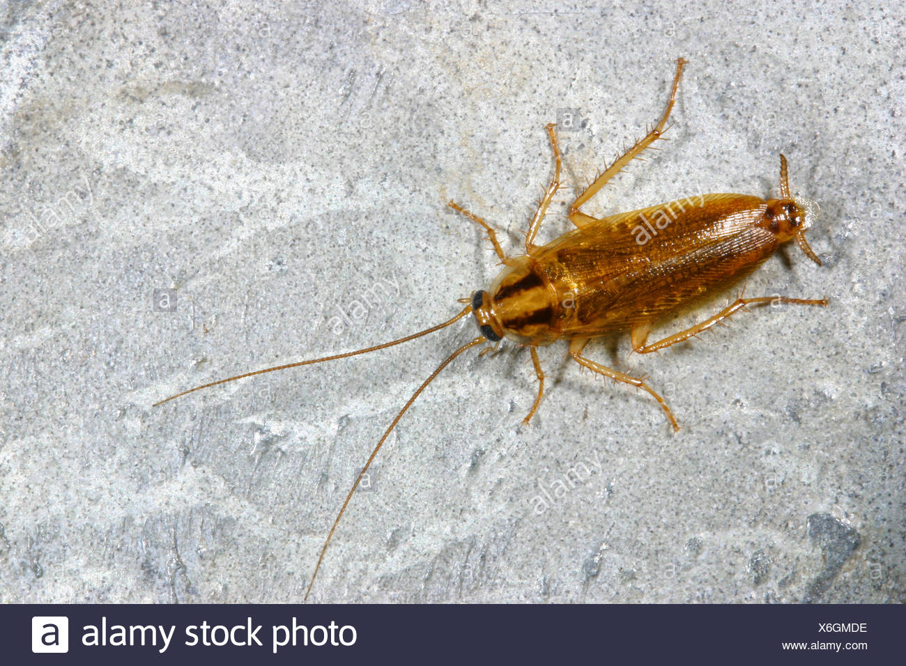 European Cockroach Stock Photos & European Cockroach Stock Images - Alamy