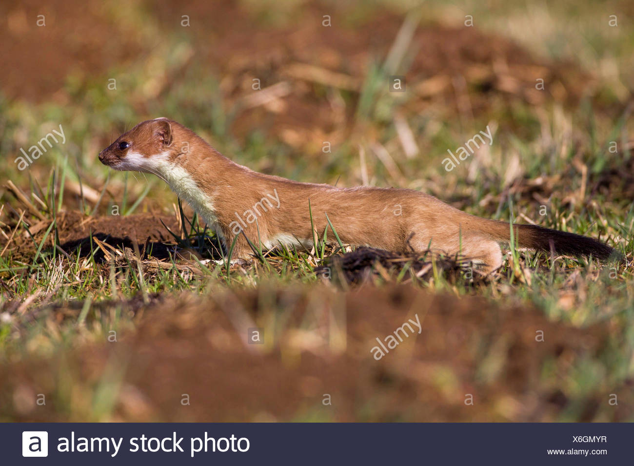 Grosses Wiesel Stock Photos & Grosses Wiesel Stock Images - Alamy