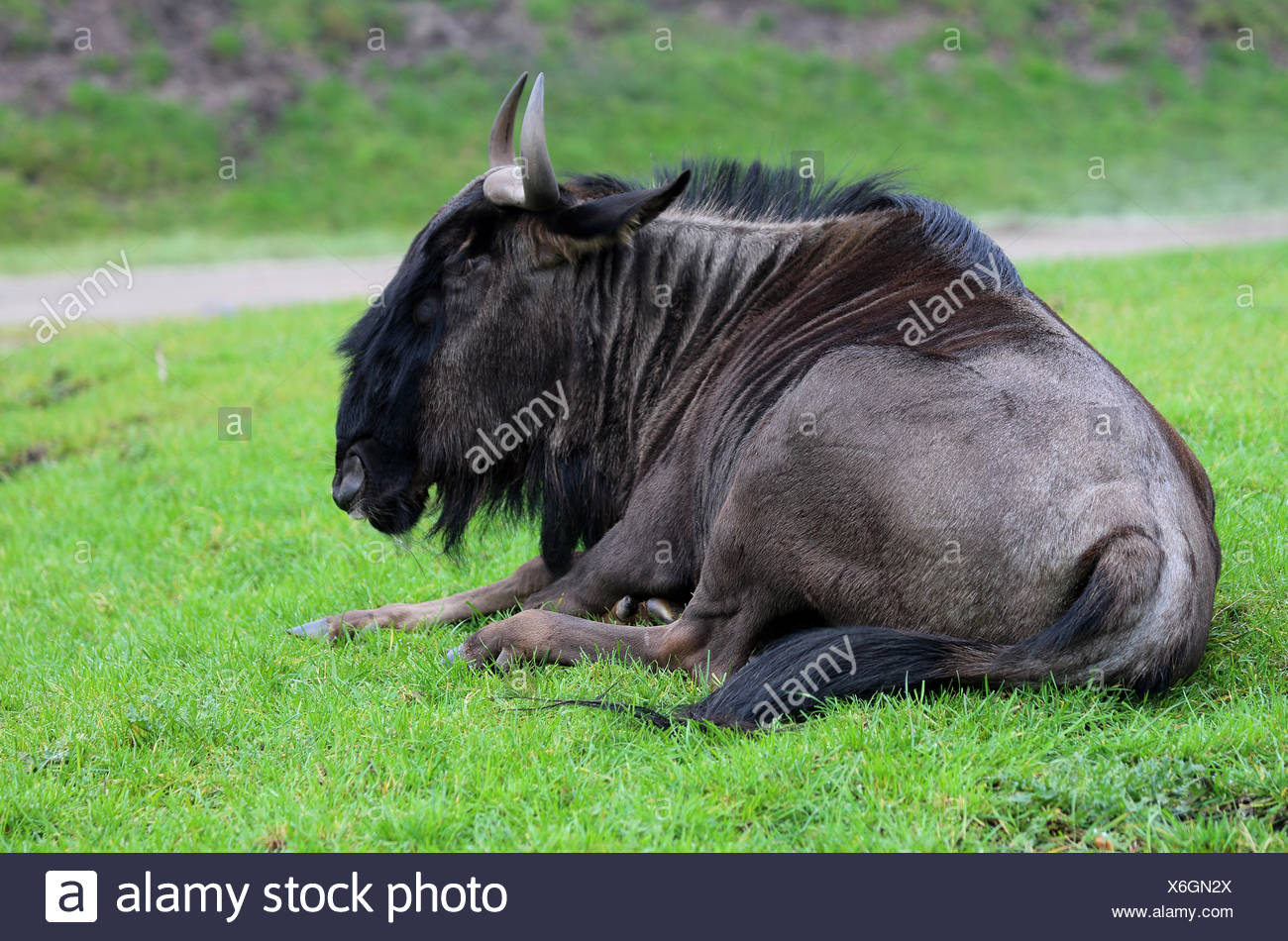 Baby Wildebeest High Resolution Stock Photography and Images - Alamy