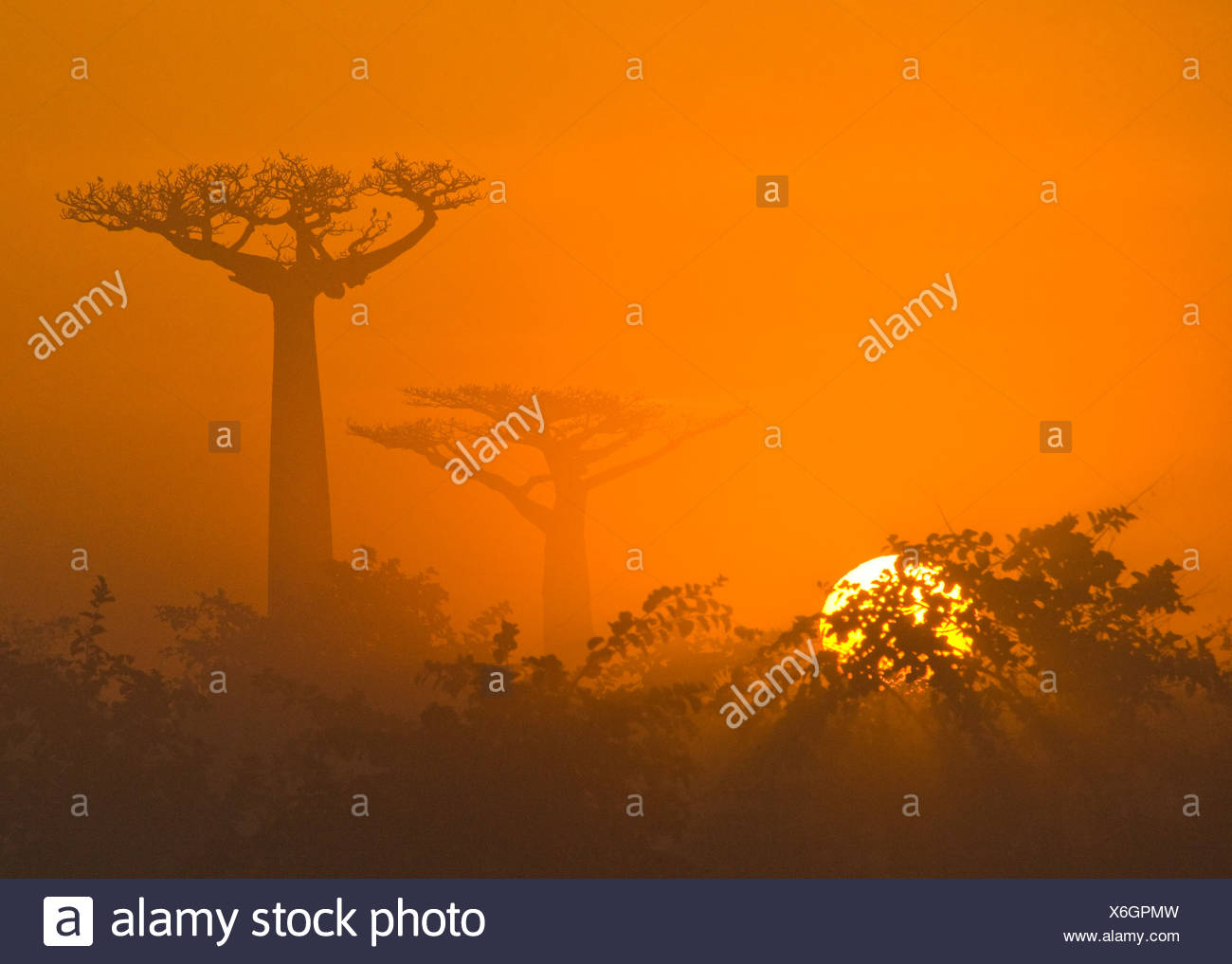 Africa Madagascan High Resolution Stock Photography and Images - Alamy