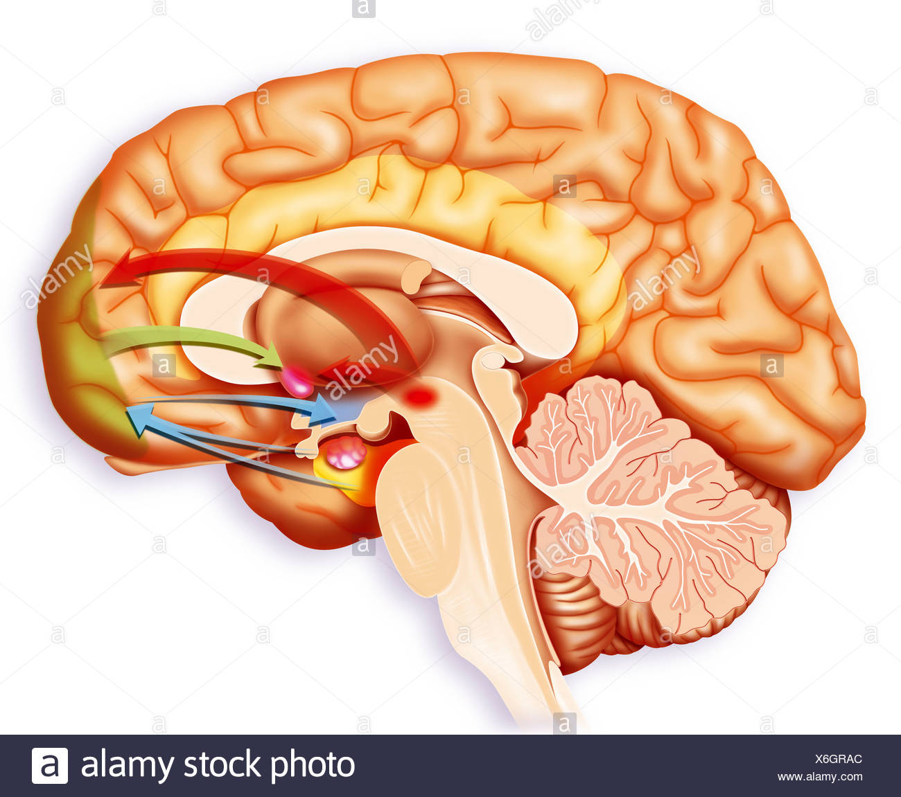 Prefrontal Cortex And Amygdala High Resolution Stock Photography and ...