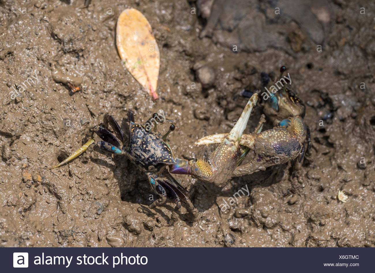 Crabs Fighting High Resolution Stock Photography and Images - Alamy