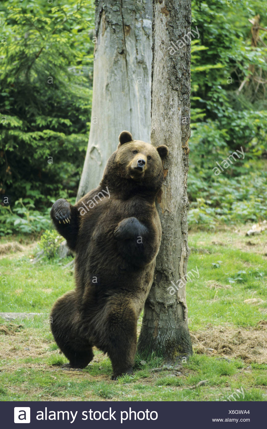 Bear Scratching On Tree High Resolution Stock Photography and Images ...