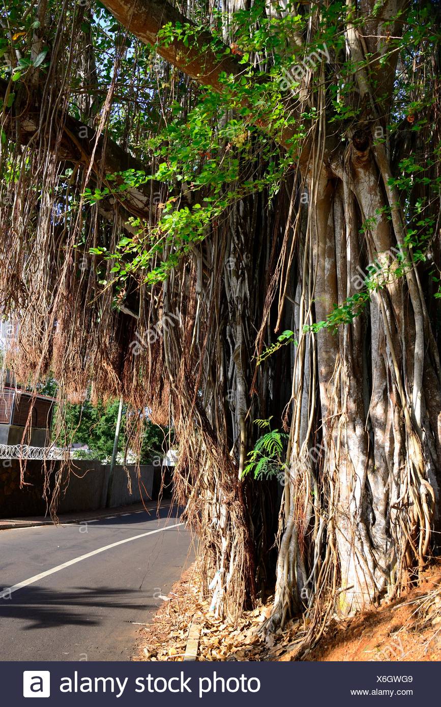 Ficus Bengal Tree High Resolution Stock Photography and Images - Alamy