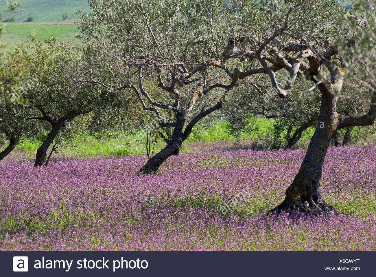 Olive Tree Olea Europaea High Resolution Stock Photography and Images ...