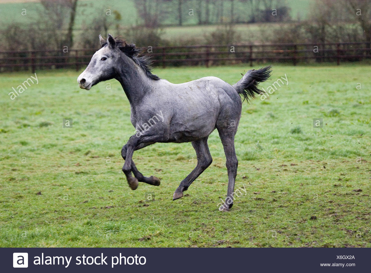 Yearling Thoroughbred Stock Photos & Yearling Thoroughbred Stock Images ...