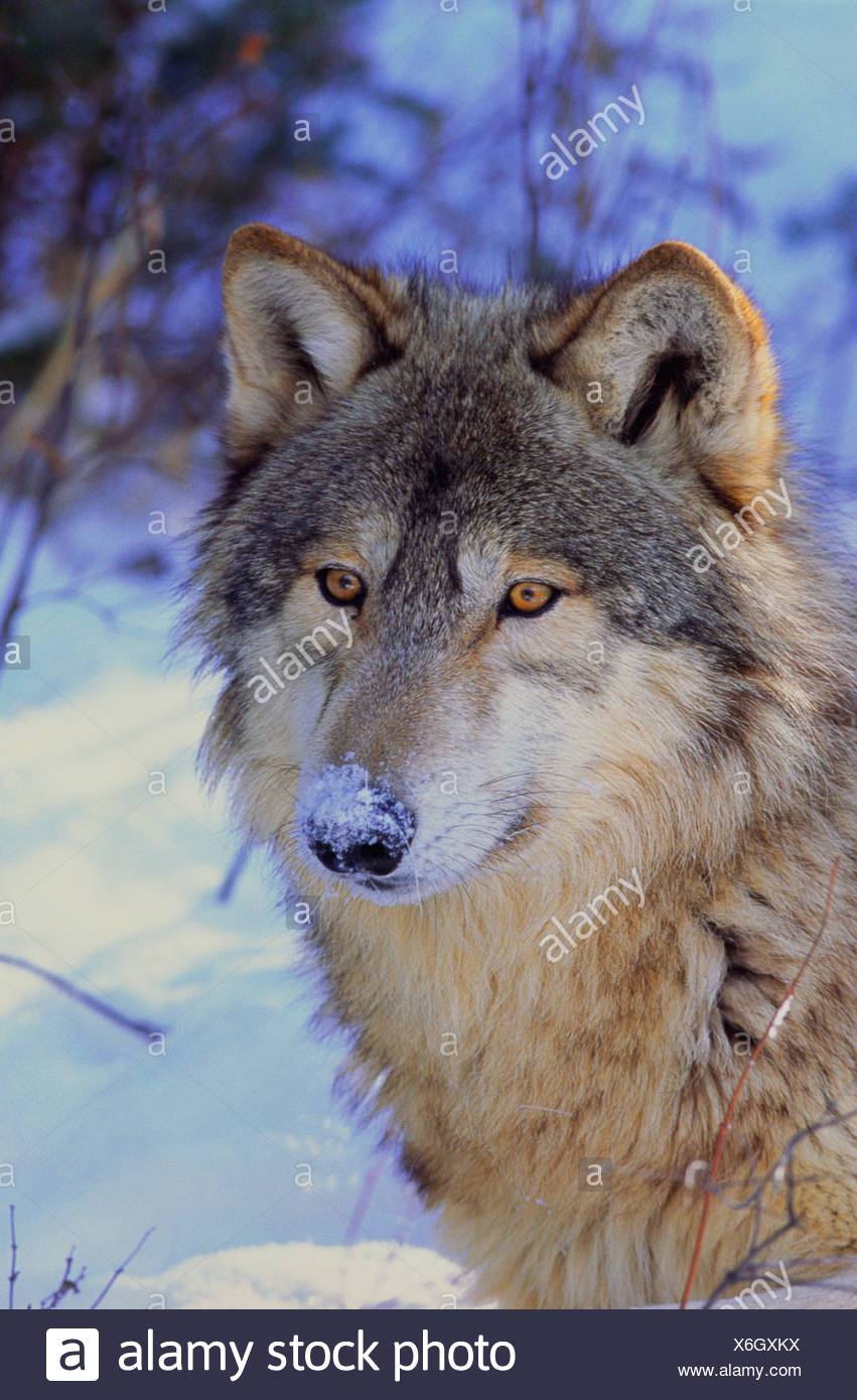 North American Timber Wolf Stock Photos & North American Timber Wolf ...