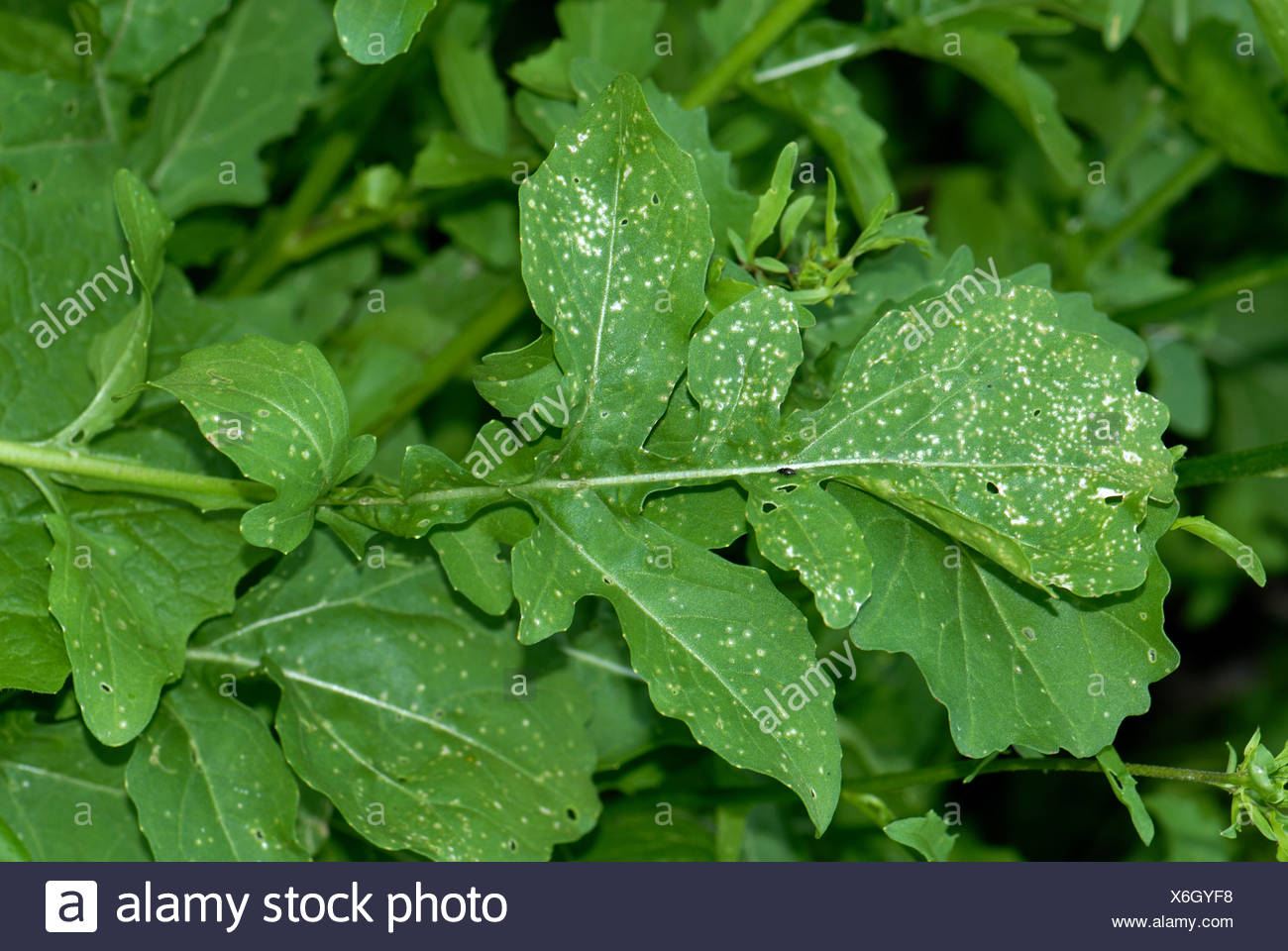 Flea Beetle Damage Stock Photos & Flea Beetle Damage Stock Images - Alamy
