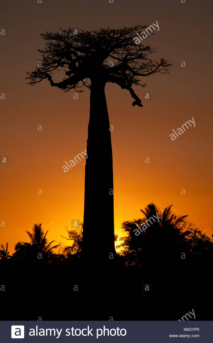 African Upside Down Tree High Resolution Stock Photography and Images ...