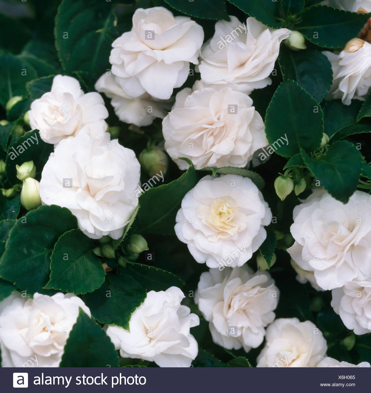 Double Impatiens High Resolution Stock Photography and Images - Alamy