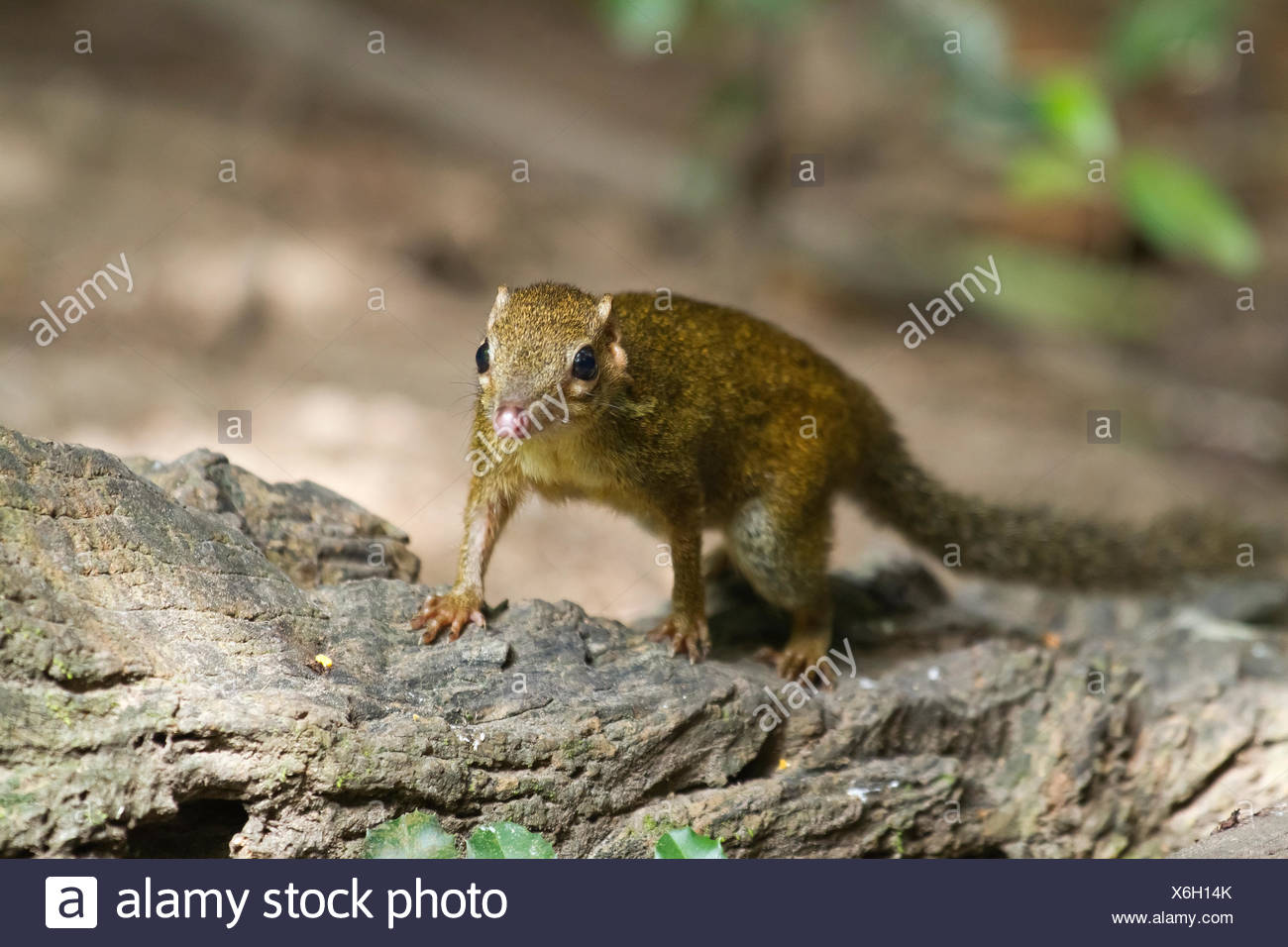 Tupaia High Resolution Stock Photography and Images - Alamy