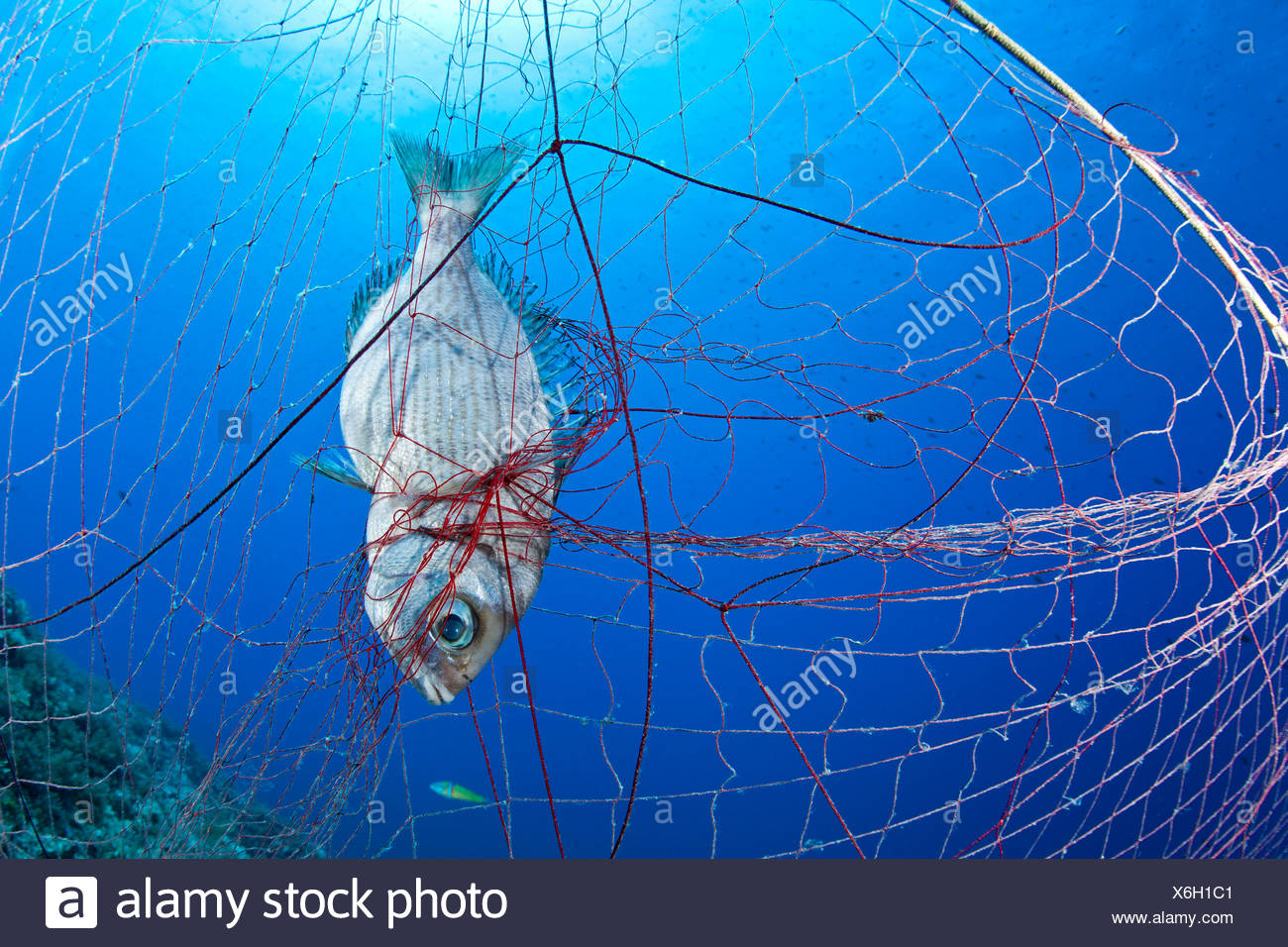 Trawl Fishing Underwater High Resolution Stock Photography and Images ...