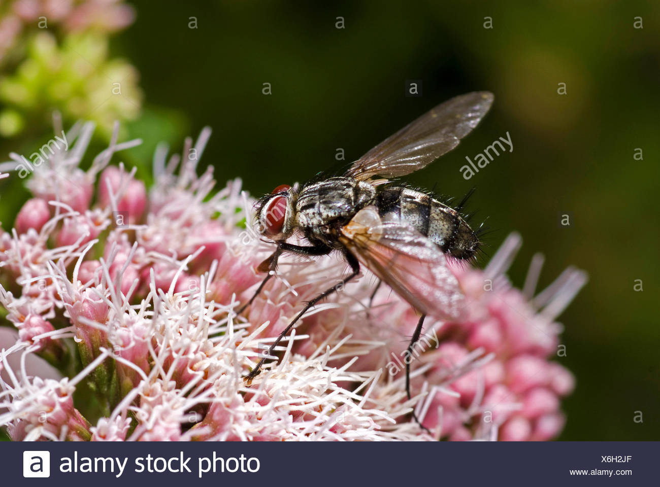 Parasite Insect High Resolution Stock Photography and Images - Alamy