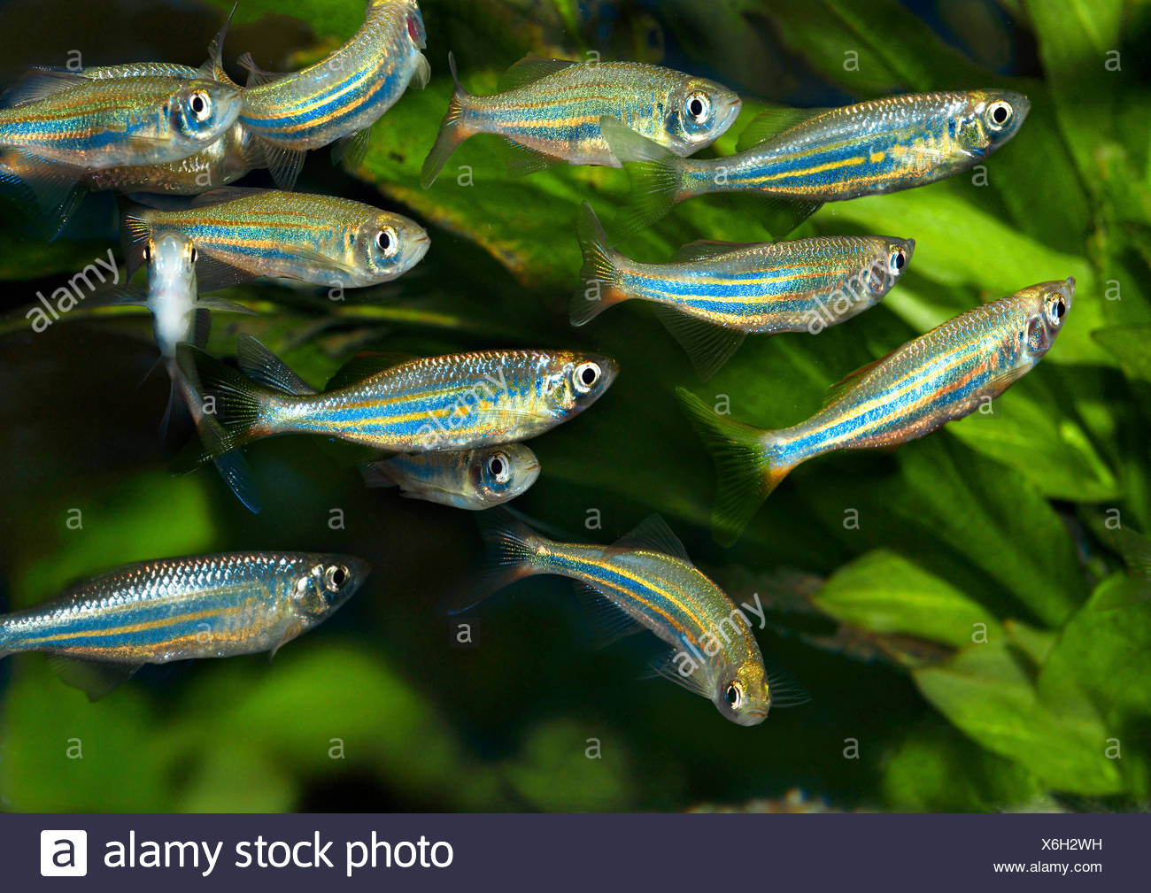 Danio Fish Stock Photos & Danio Fish Stock Images - Alamy