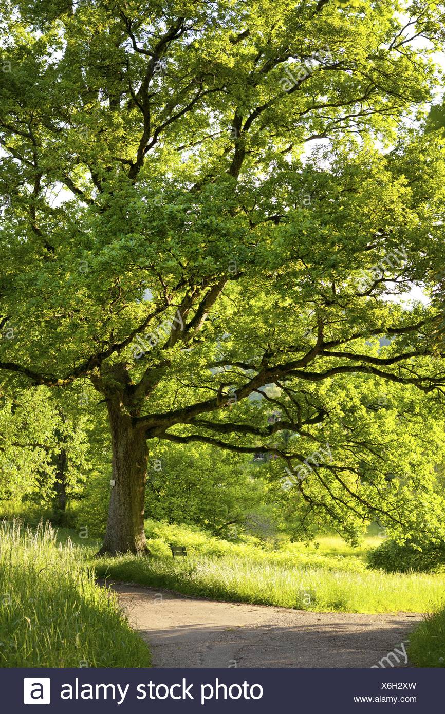 Deutsche Eiche Stock Photos & Deutsche Eiche Stock Images - Alamy