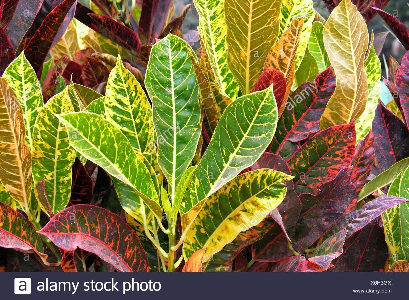 Croton Codiaeum Sp High Resolution Stock Photography and Images - Alamy