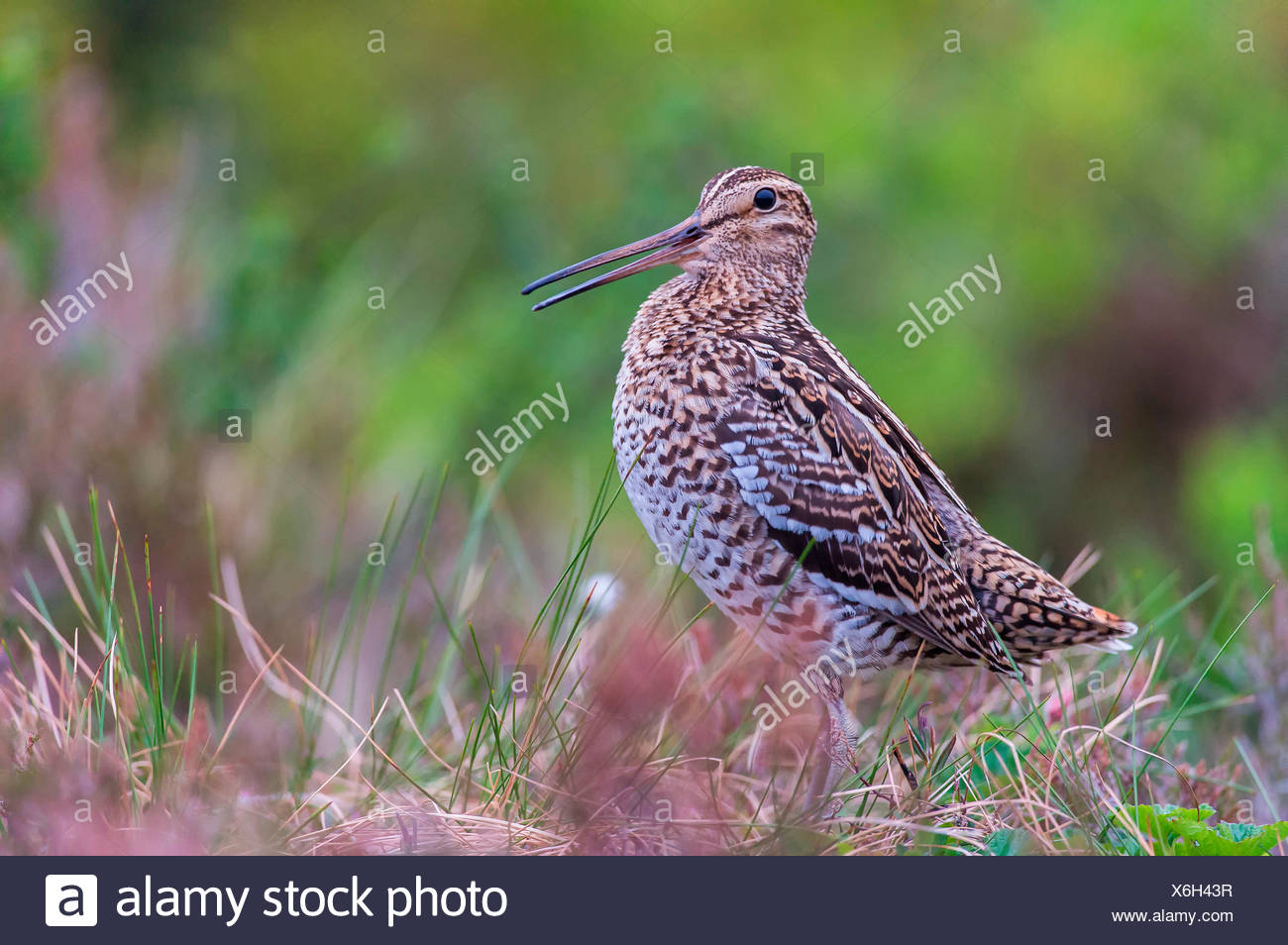 Great Snipe High Resolution Stock Photography and Images - Alamy