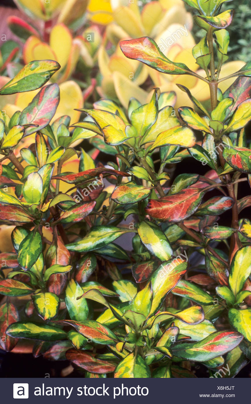 Coprosma High Resolution Stock Photography and Images - Alamy