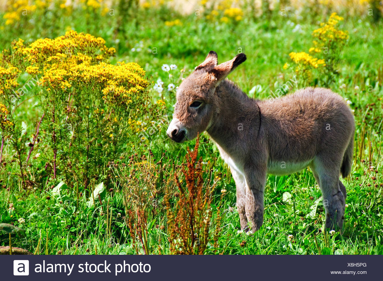Yellow Donkey High Resolution Stock Photography and Images - Alamy
