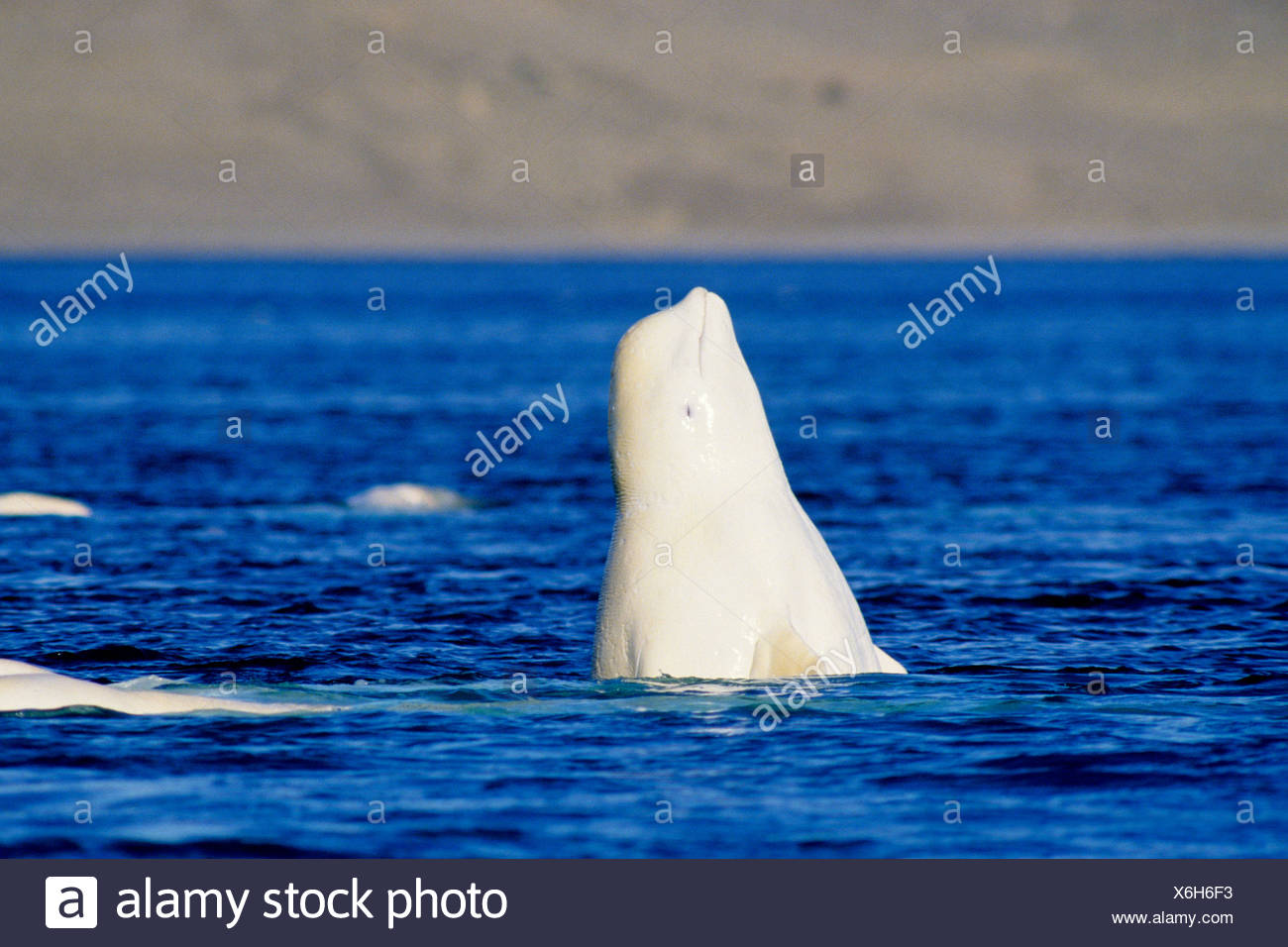 Nunavut Canada Beluga High Resolution Stock Photography and Images - Alamy