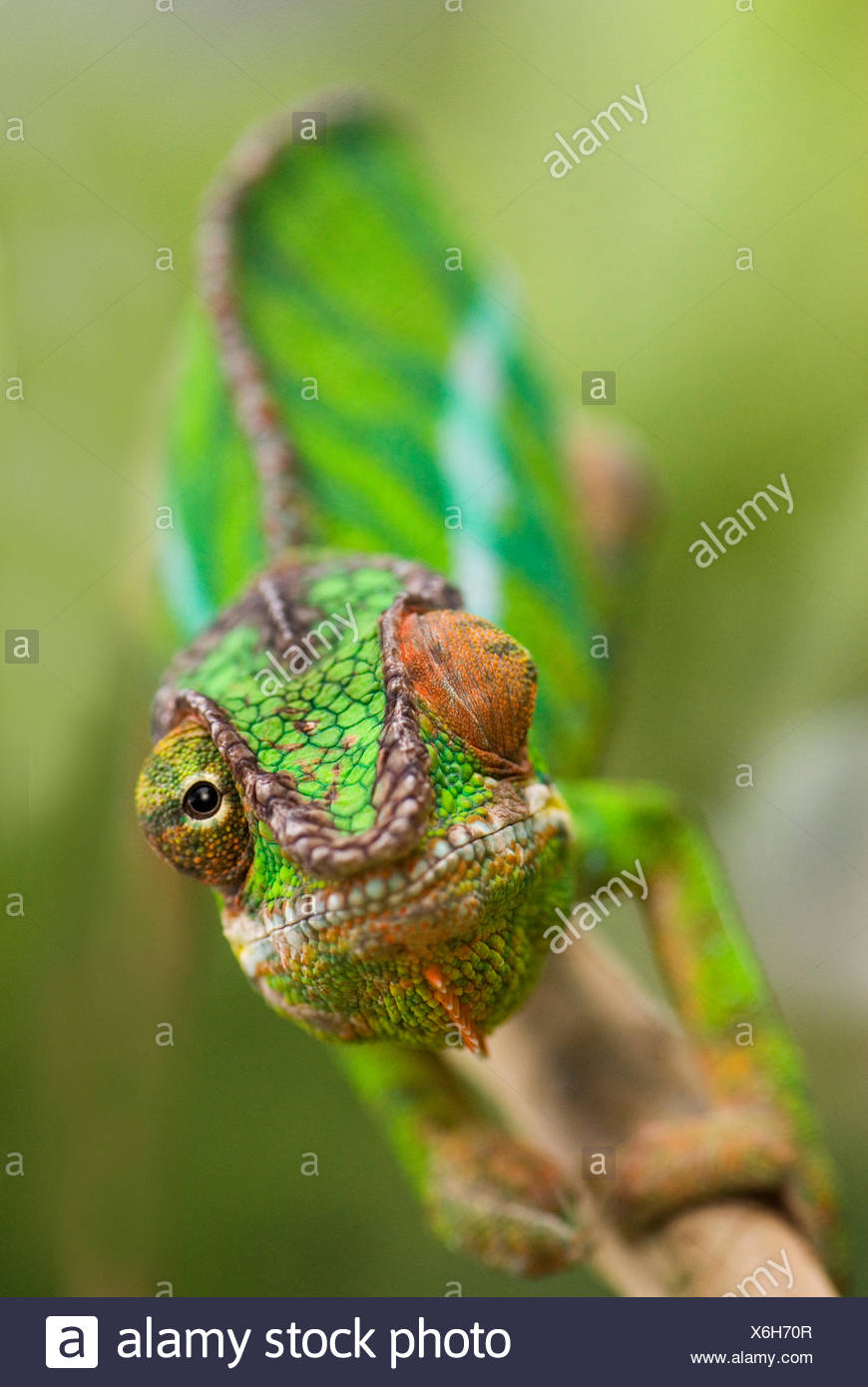 Panther Chameleon Eye High Resolution Stock Photography and Images - Alamy