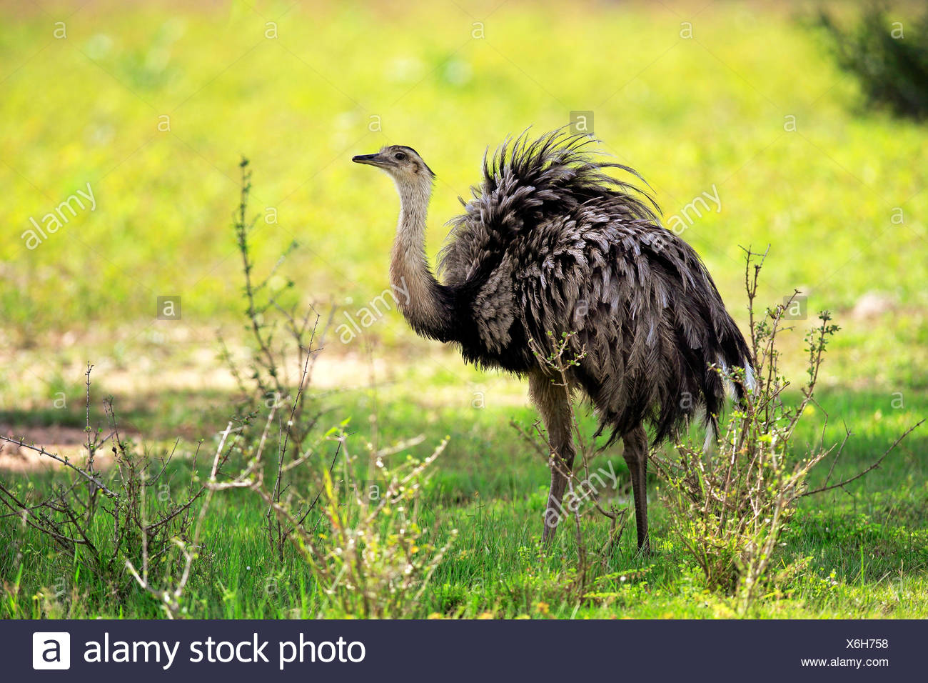 American Rheas High Resolution Stock Photography and Images - Alamy