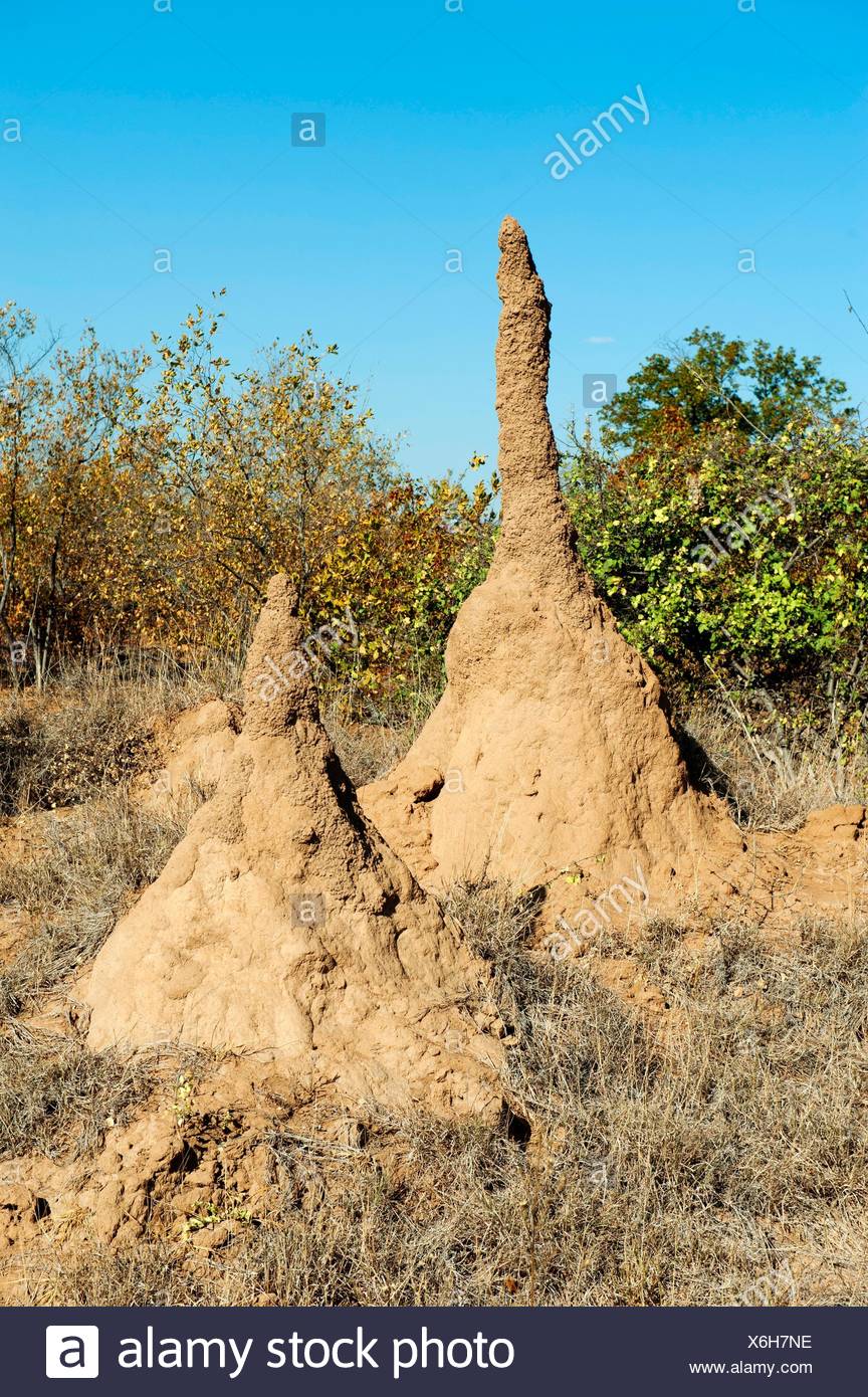 Termite Tower Stock Photos & Termite Tower Stock Images - Alamy