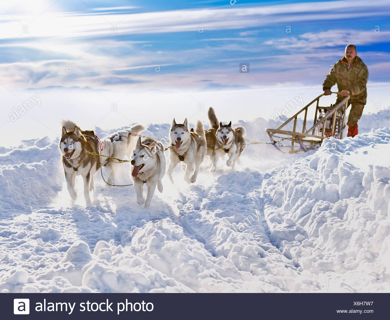 Dog Stock Photos & Dog Stock Images - Alamy