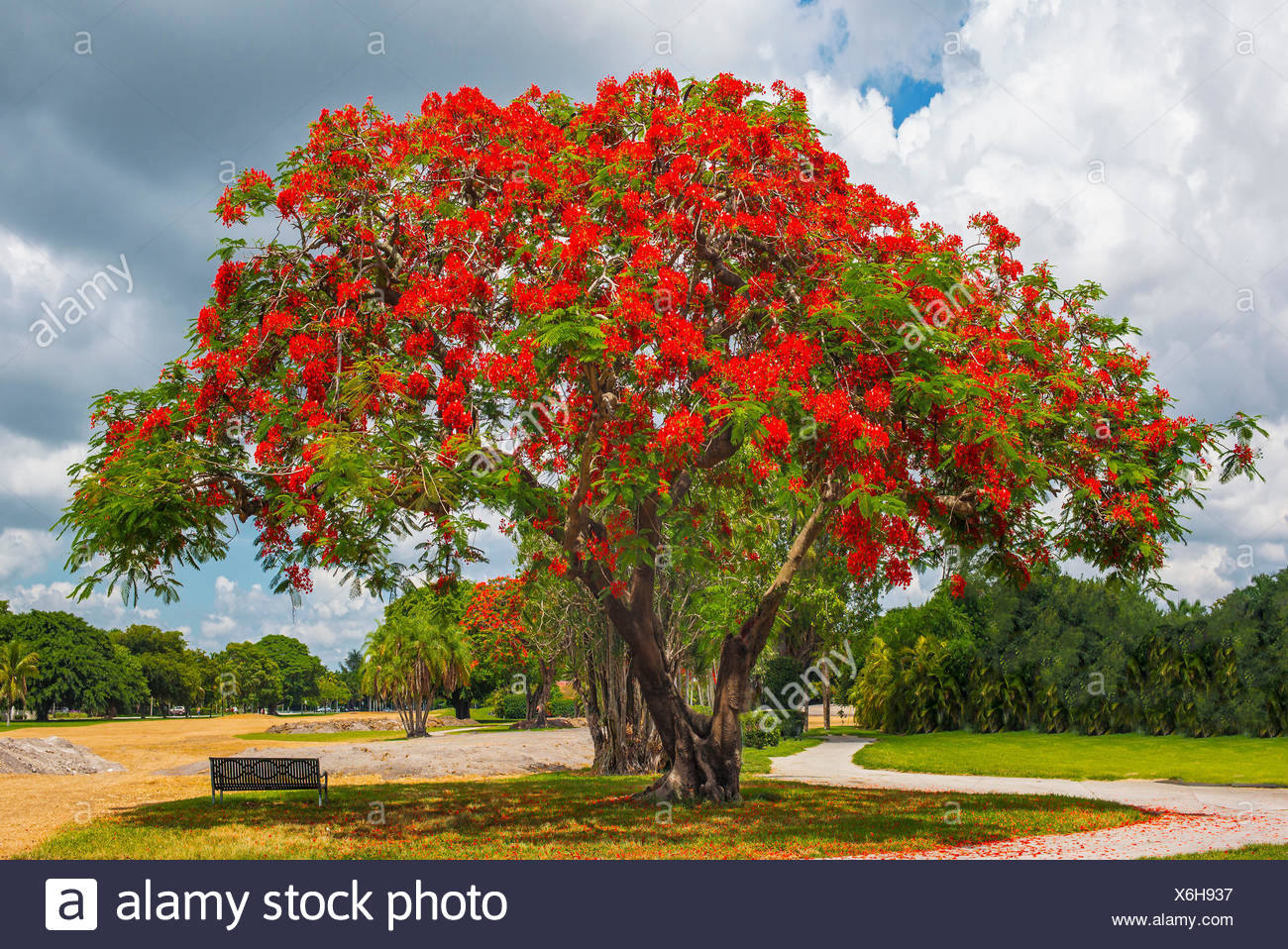 Flame Tree High Resolution Stock Photography and Images - Alamy