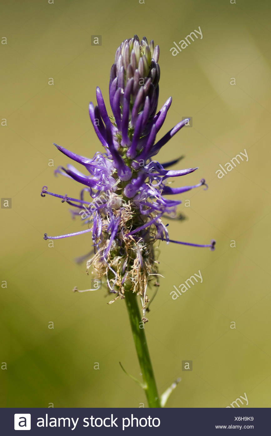 Rampion Flowers High Resolution Stock Photography and Images - Alamy