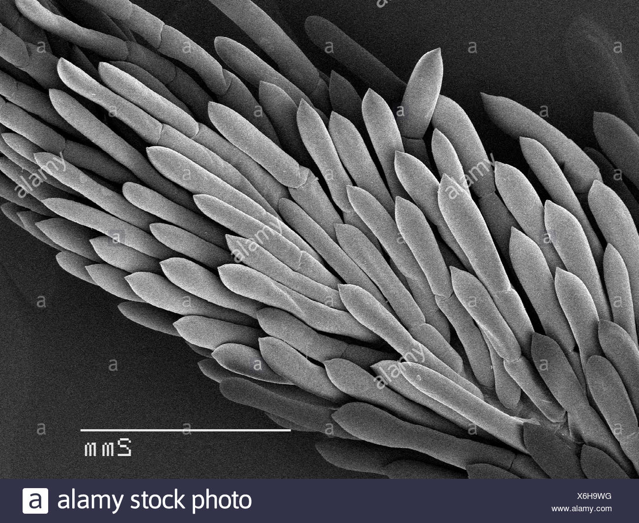 Fish Gills Close Up Stock Photos & Fish Gills Close Up Stock Images - Alamy