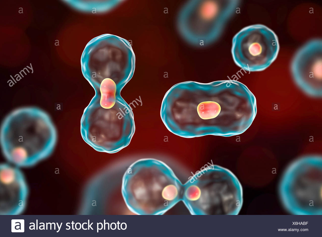 Biological Nuclear High Resolution Stock Photography and Images - Alamy