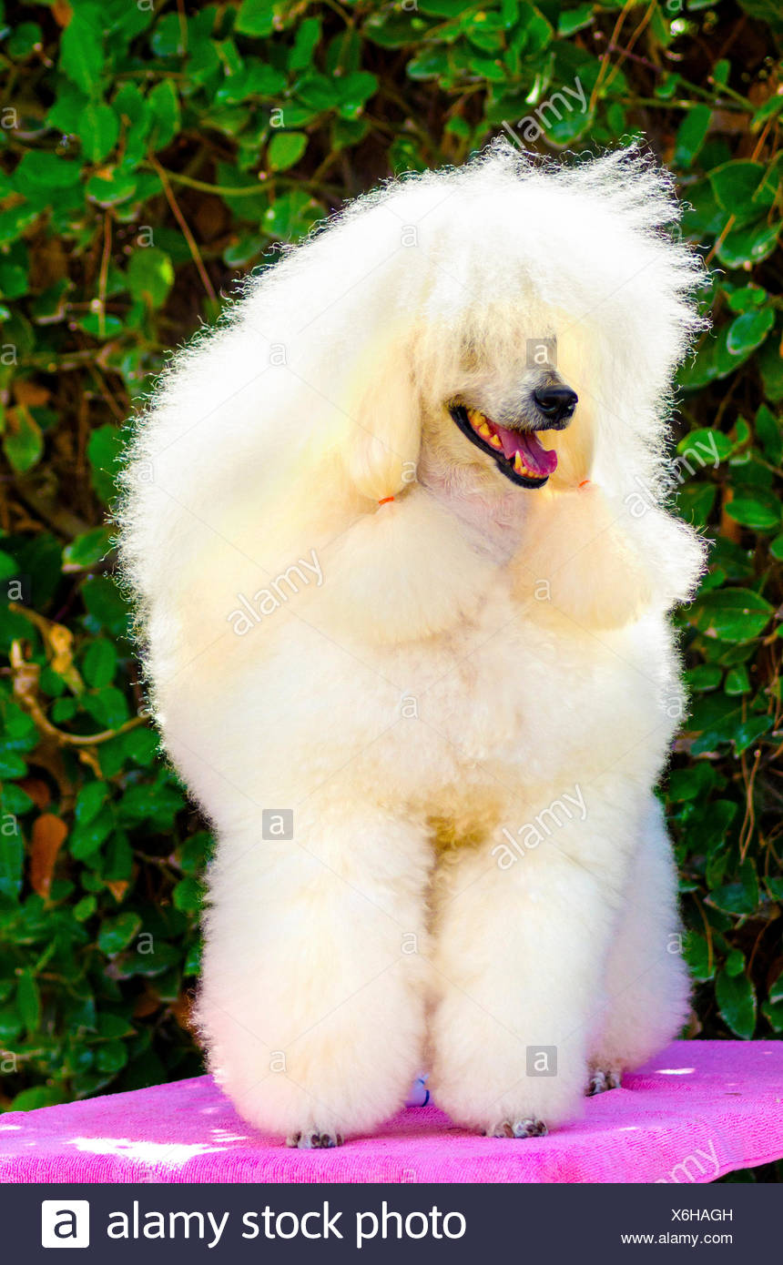 French Miniature Poodle High Resolution Stock Photography and Images ...
