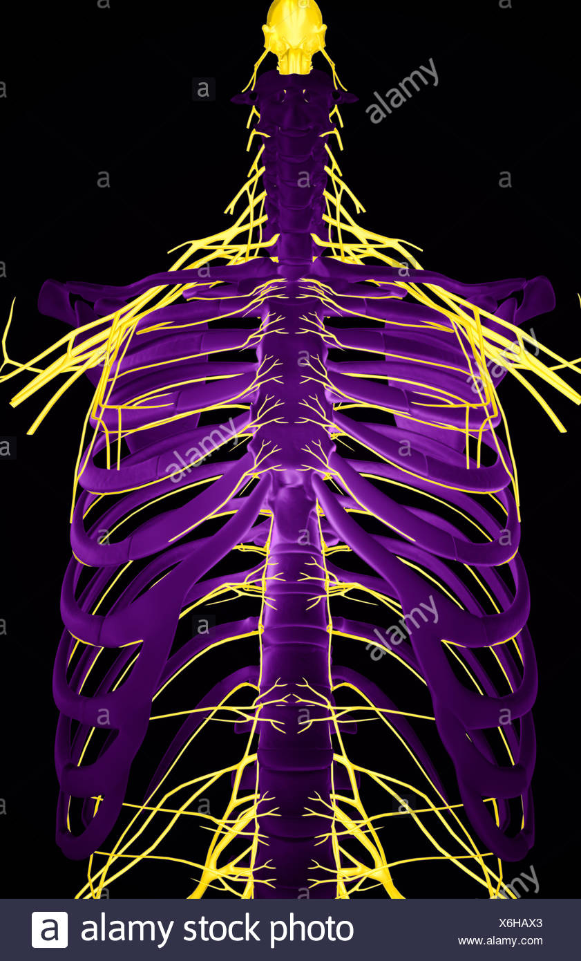 Transverse Nerve High Resolution Stock Photography and Images - Alamy
