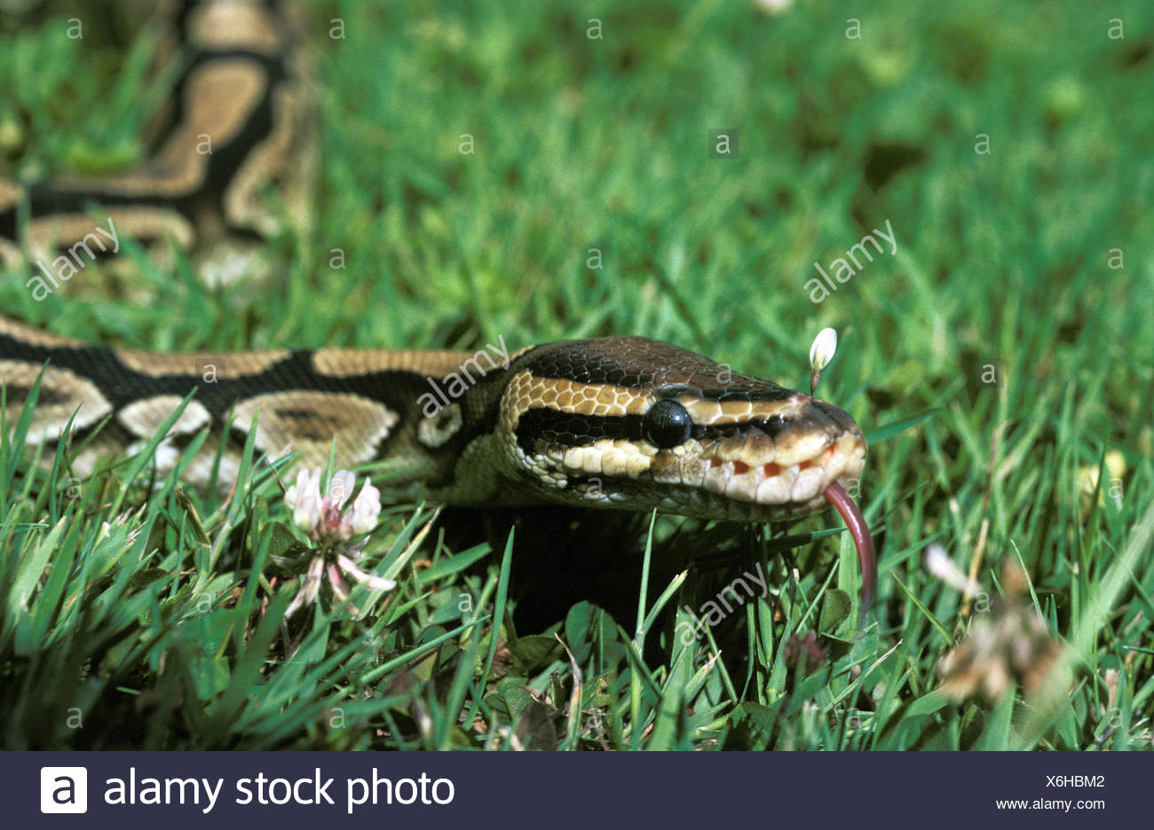 Tongue Flicking High Resolution Stock Photography and Images - Alamy