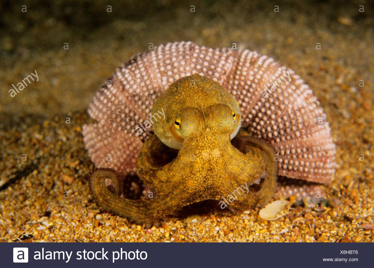 Dead Octopus Stock Photos & Dead Octopus Stock Images - Alamy