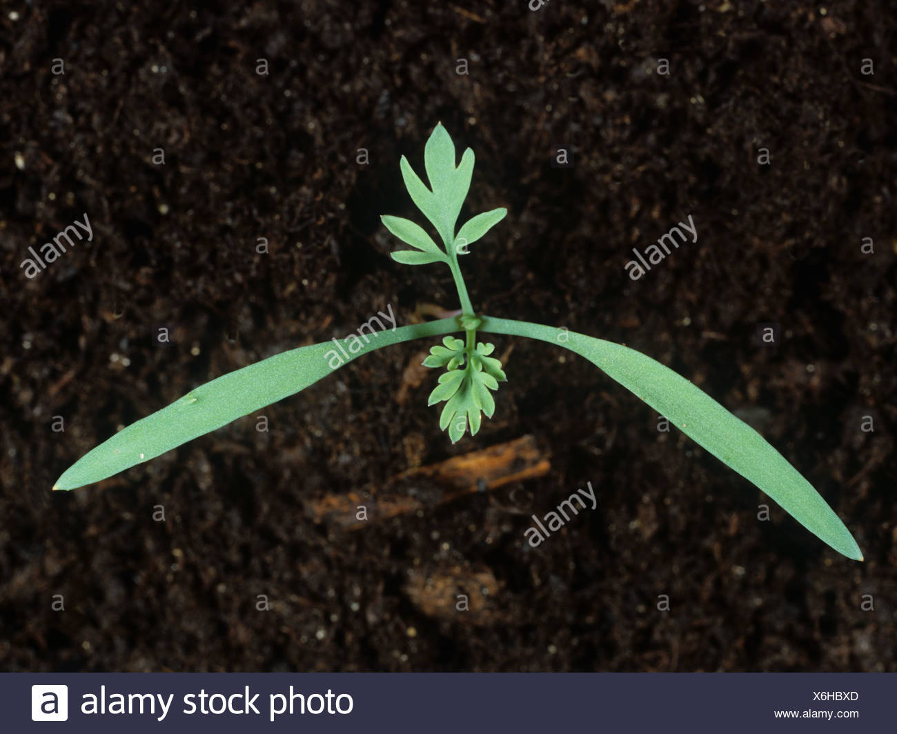 Seedling Cotyledons First True Leaves High Resolution Stock Photography ...