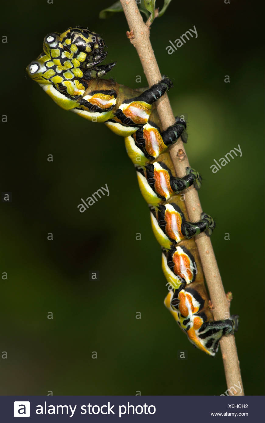 Brahmaea Hearseyi Moth Caterpillar High Resolution Stock Photography ...