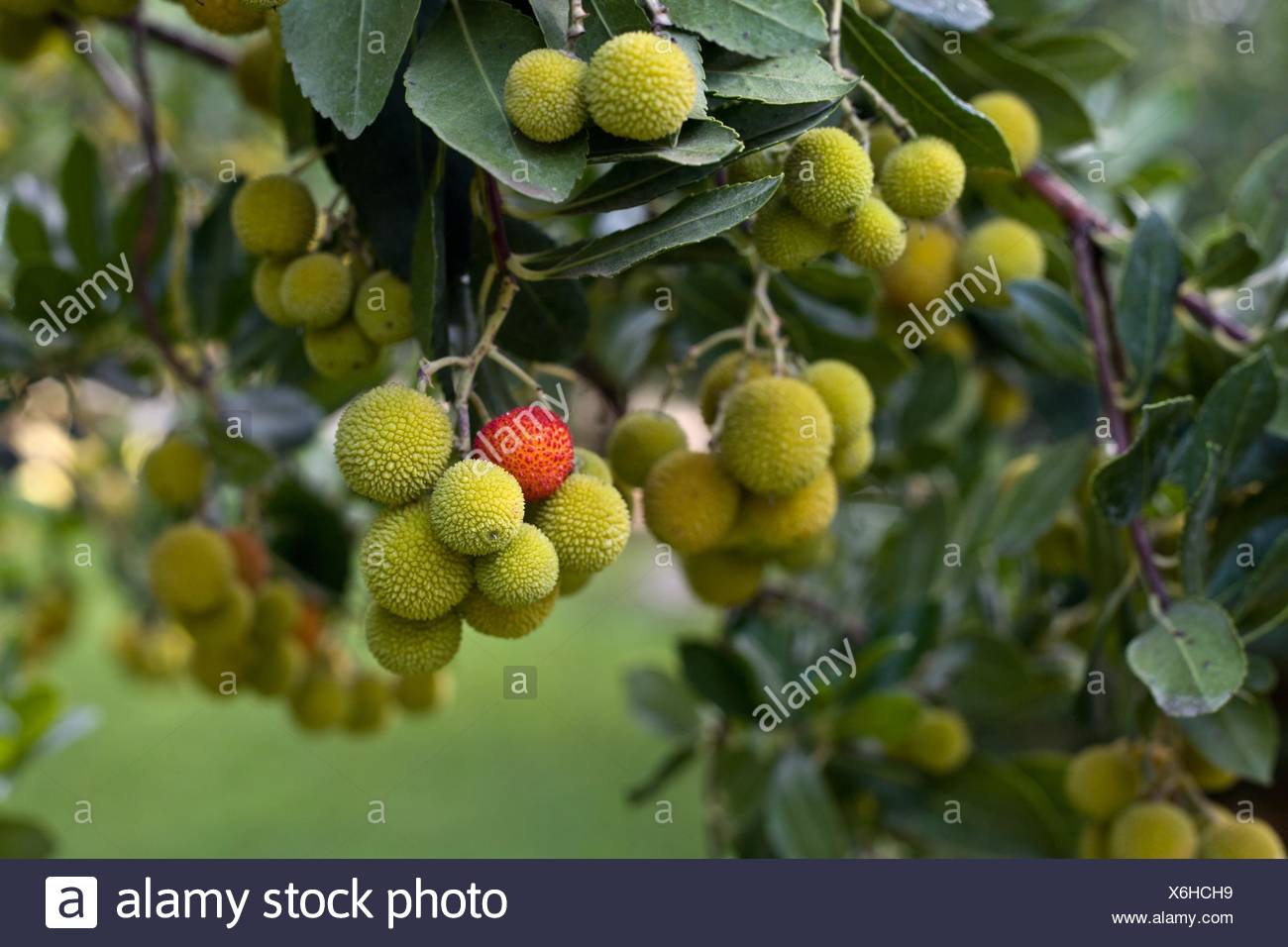 Irish Tree High Resolution Stock Photography and Images - Alamy