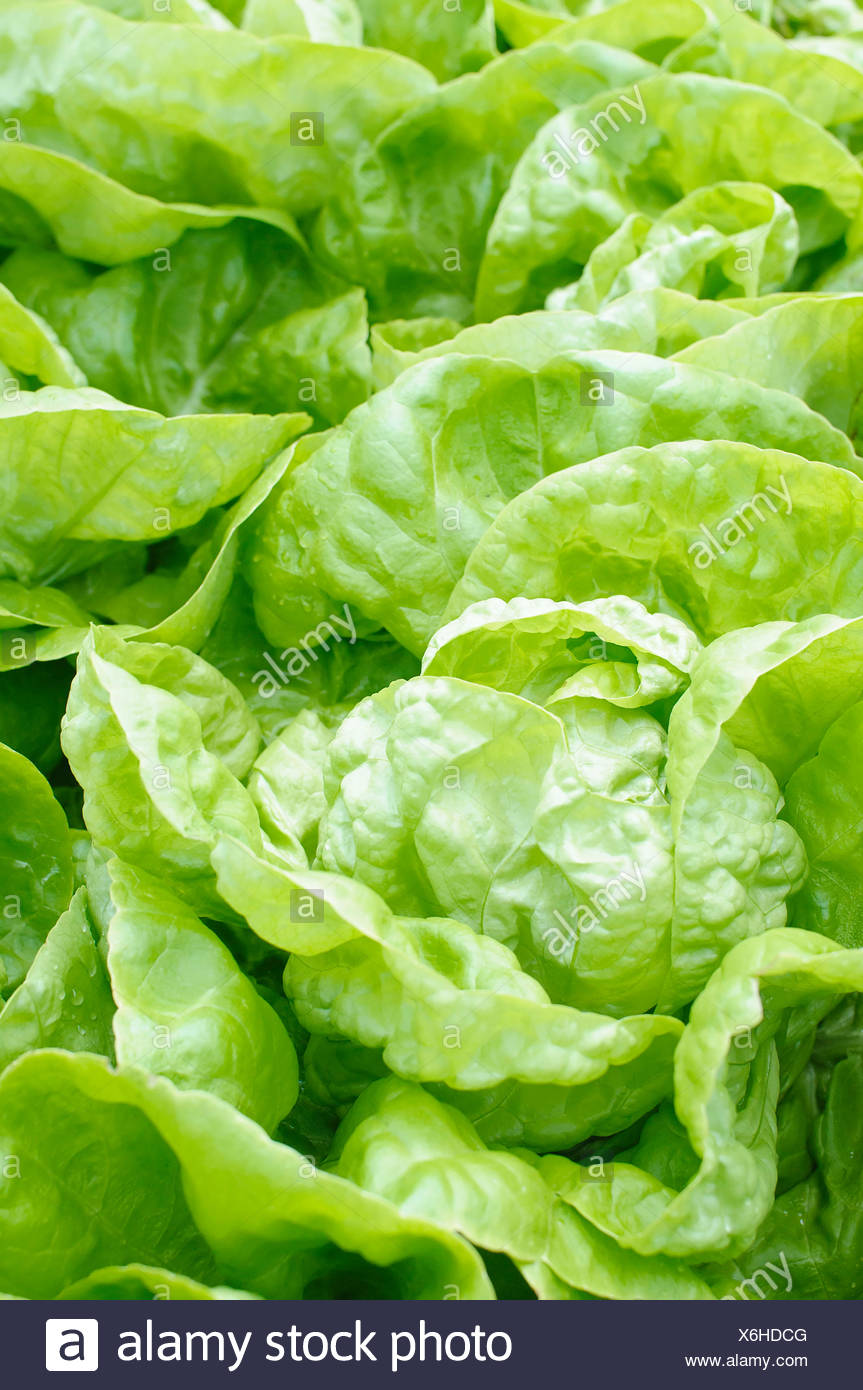 Butterhead Stock Photos & Butterhead Stock Images - Alamy