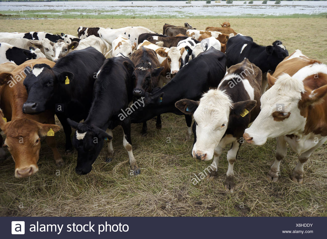 Kuh Weide Stock Photos & Kuh Weide Stock Images - Alamy