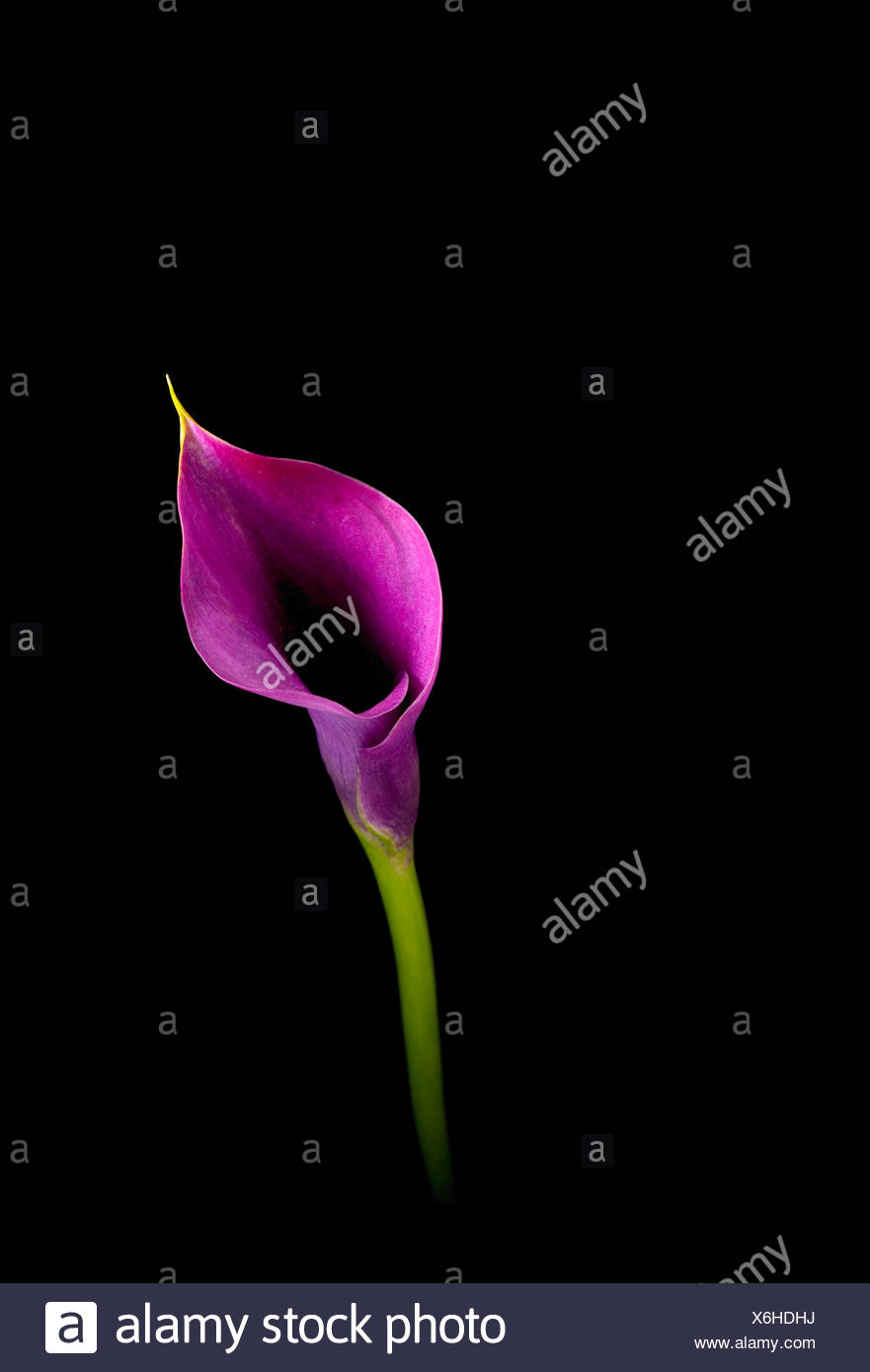 Purple Houseplant High Resolution Stock Photography and Images - Alamy