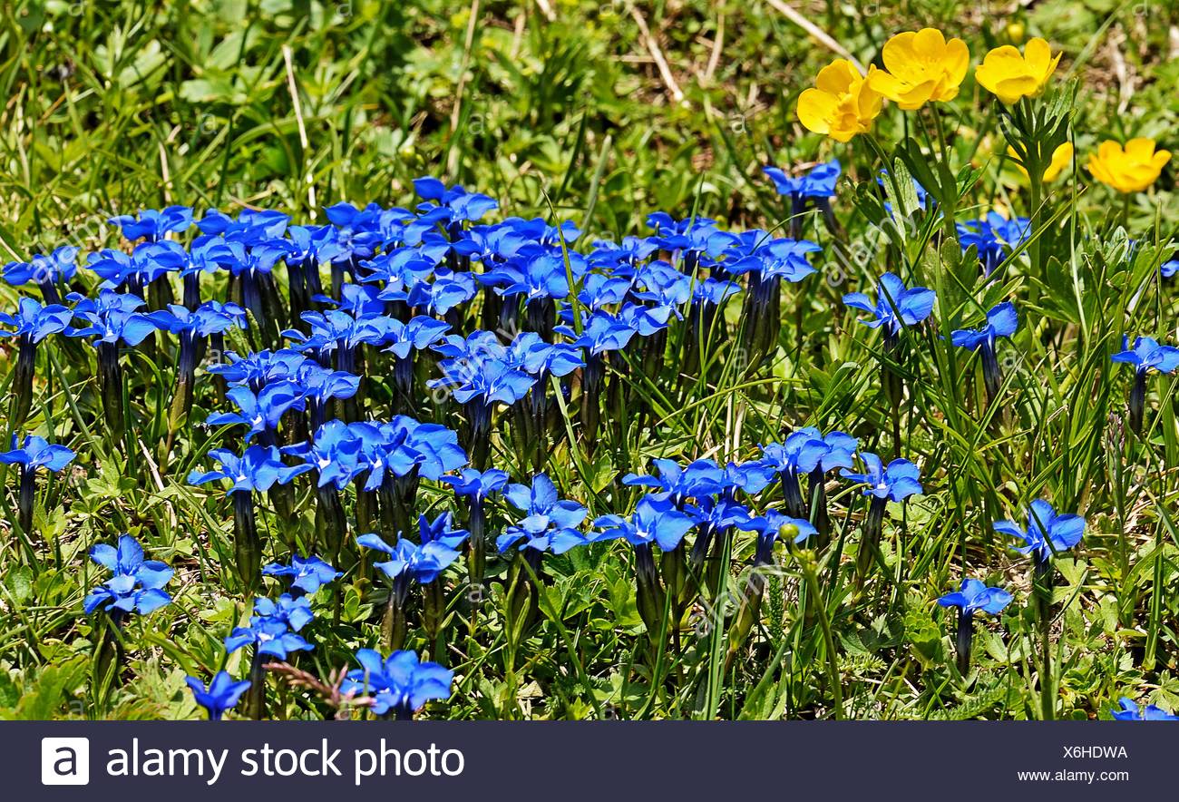 Verna High Resolution Stock Photography and Images - Alamy