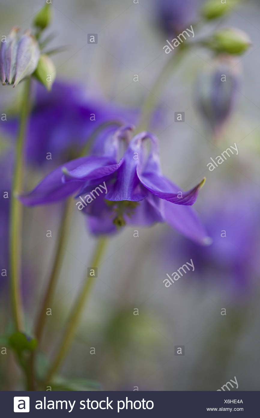 Corolla Flower High Resolution Stock Photography and Images - Alamy