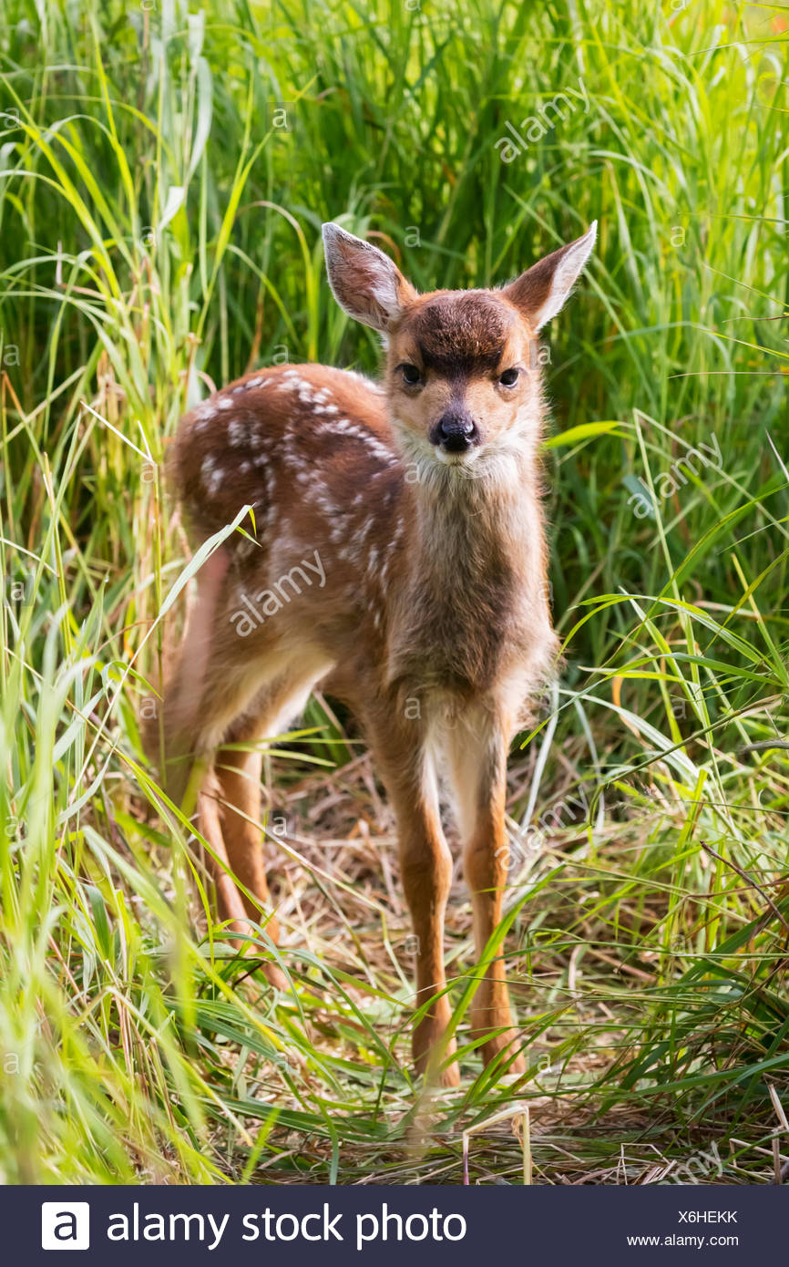 Sitka Black Tailed Deer Alaska High Resolution Stock Photography and ...