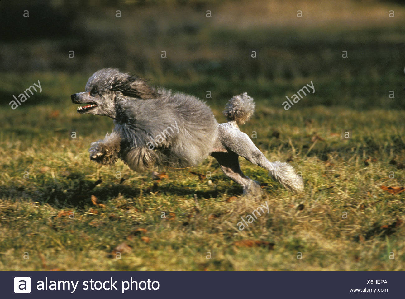 Miniature Animals High Resolution Stock Photography and Images - Alamy