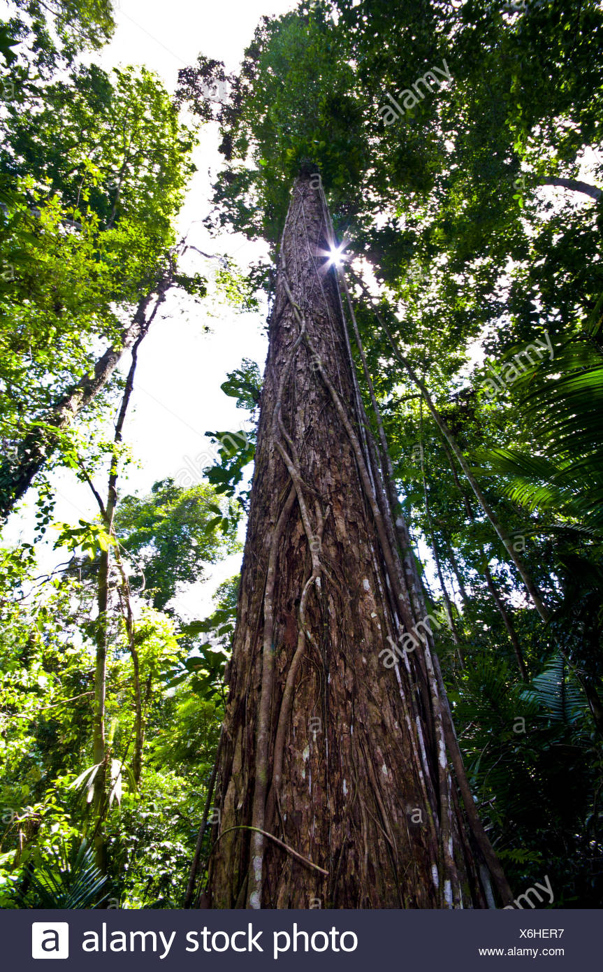 Strangler Fig Vine High Resolution Stock Photography and Images - Alamy